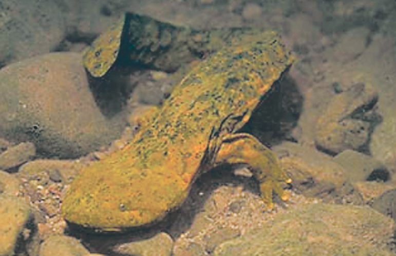 Eastern hellbender makes state’s official amphibian | News, Sports ...